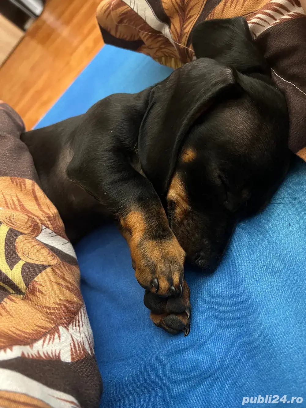 Vand pui Teckel Dachshund Floresti - Animale