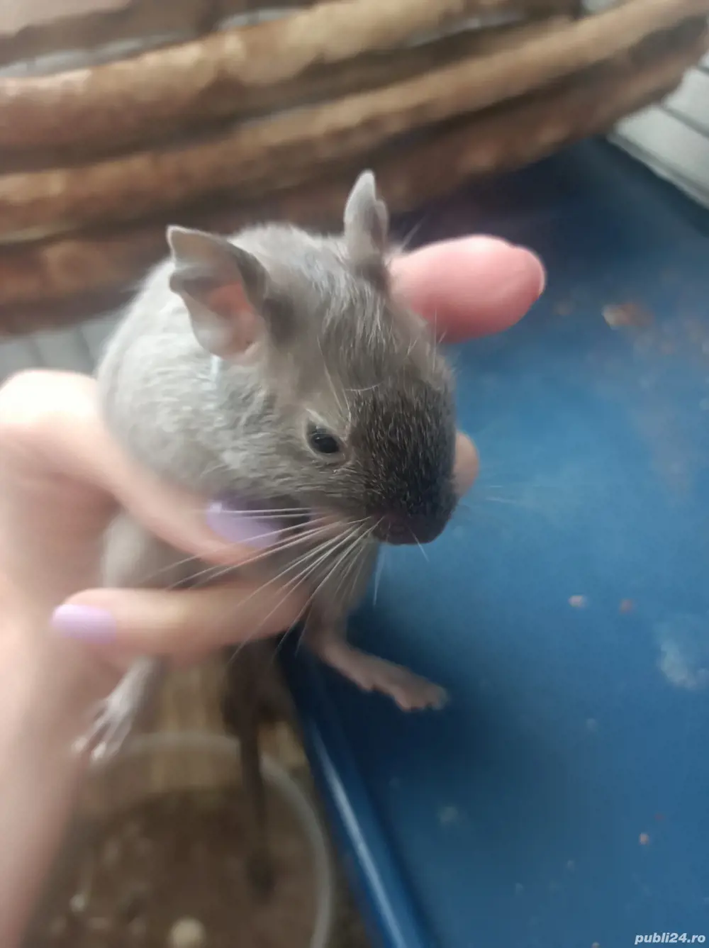 Donez veverițe degu Sibiu - Animale