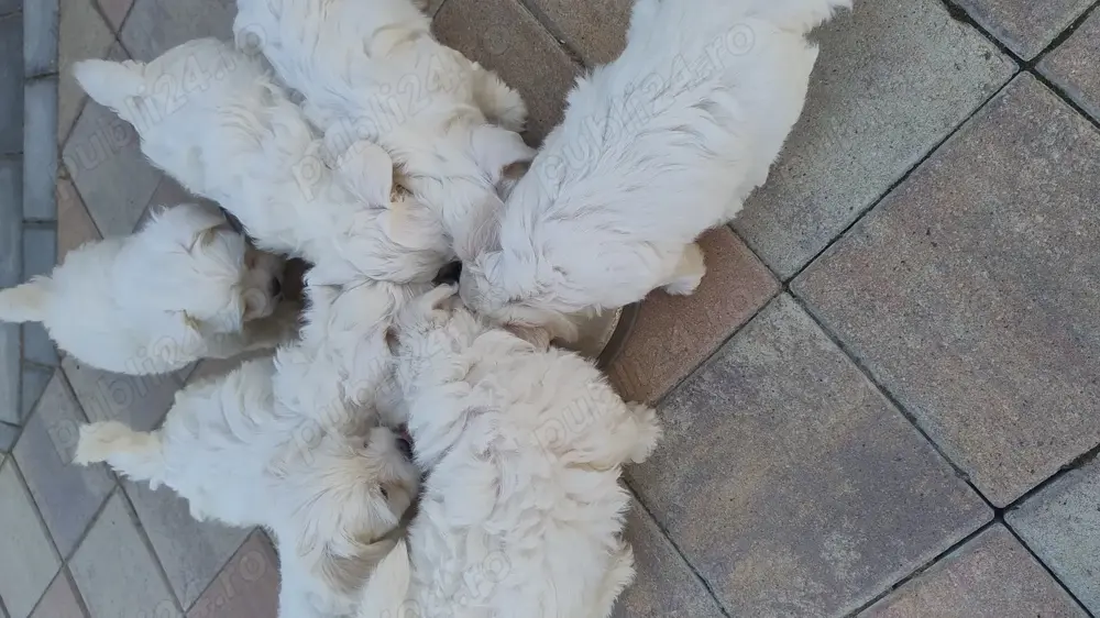 Bichon puiuți de vânzare 250 ron Targoviste - Animale