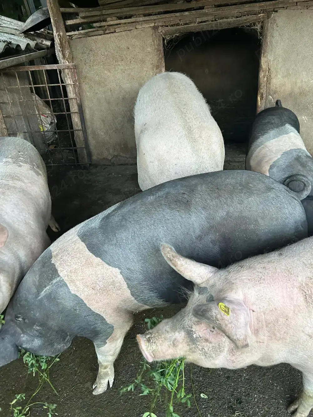 Vand porci Oradea - Animale