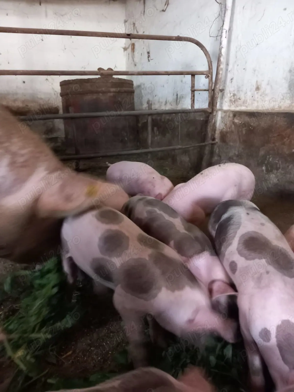 Vand Purcei 8 săptămâni Toboliu - Animale