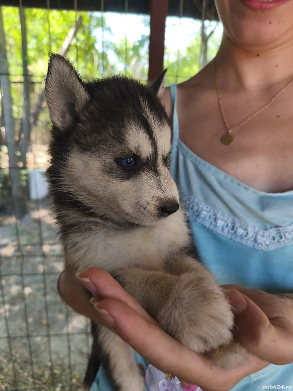 Pui Husky Siberian Sector 3 - Animale