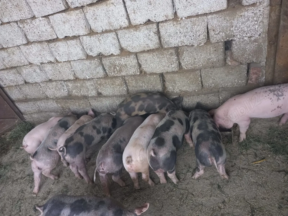 Purcei de 6saptamani Borosneu Mic - Animale