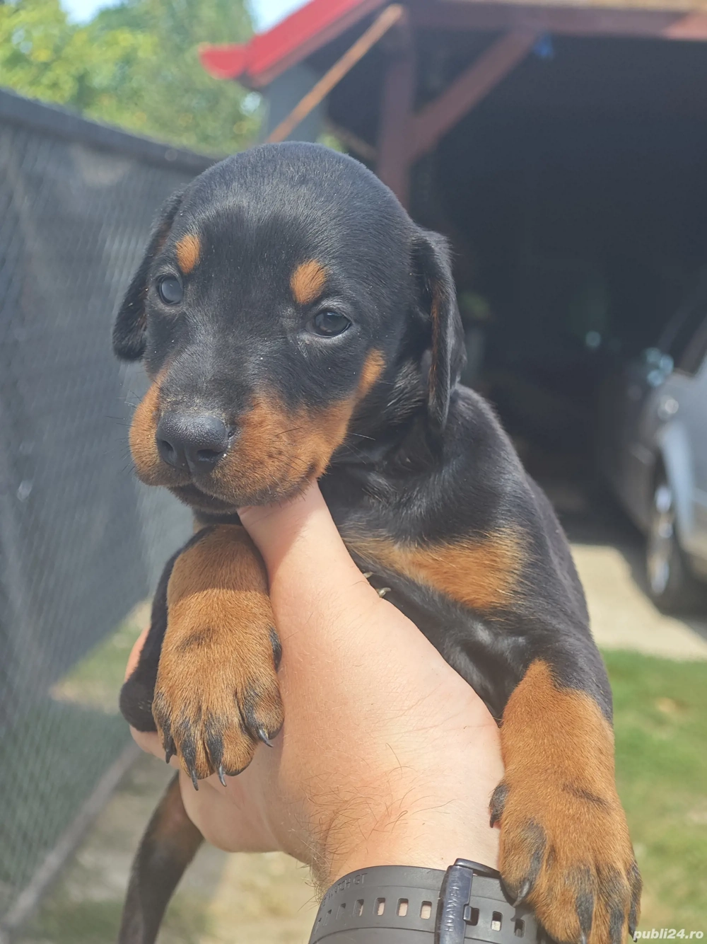 Pui de Dobermann disponibili Ilisua - Animale