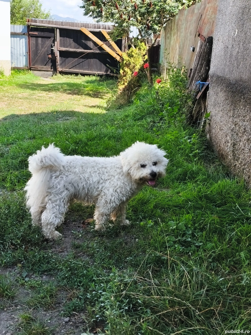 Bichon Frise Dumbravita - Animale