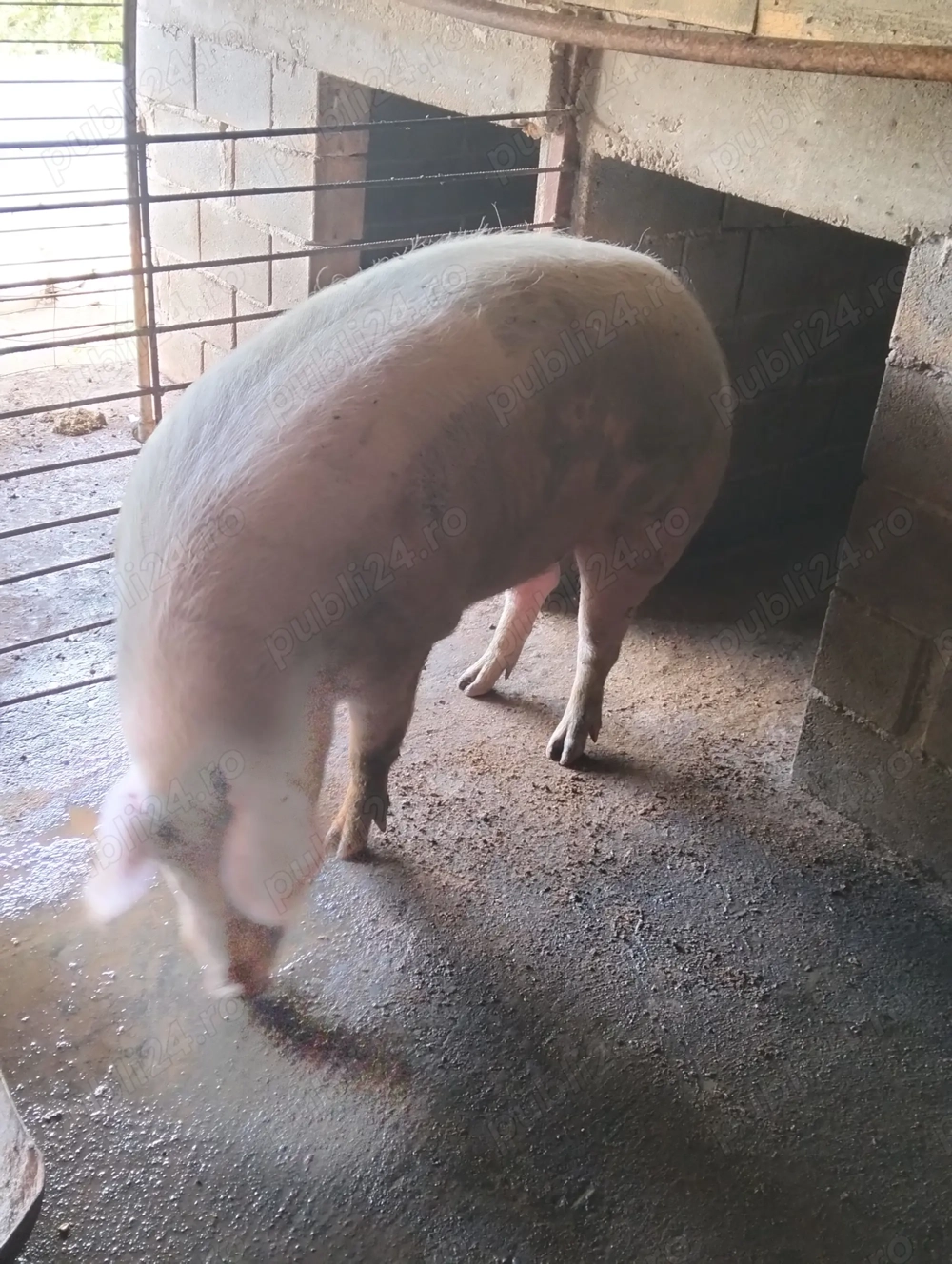 Porci de vănzare între 170 kg și 200 kg+ Aninoasa - Animale