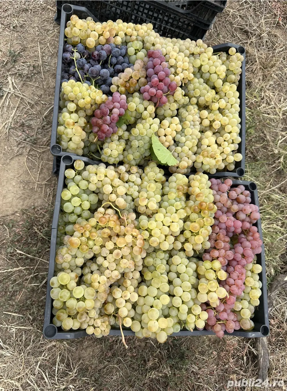 Vand struguri de vin VALEA CALUGAREASCA - Casa si gradina