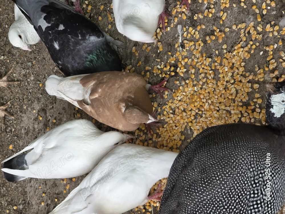 Vand porumbei postasi Timisoara - Animale