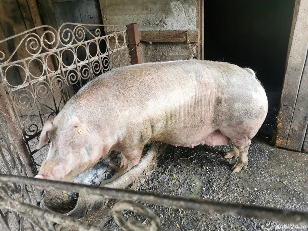 Vand ce se vede in poza Salva - Animale