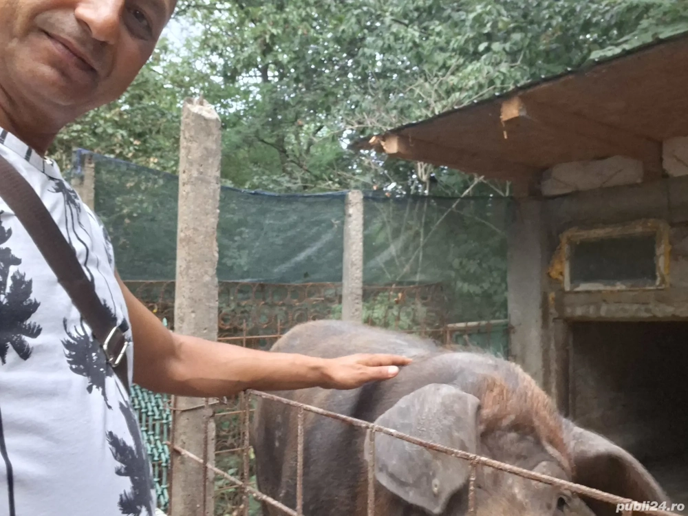 Porc 350kg,purcea 160kg..rasa durok Boldesti - Animale