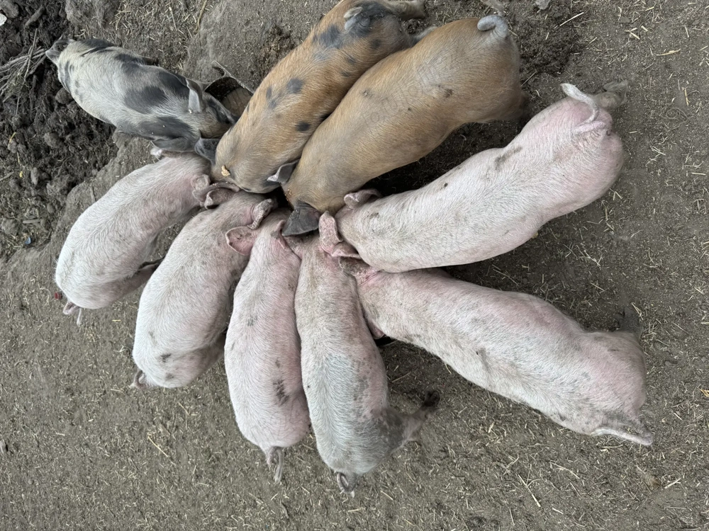 Vând purcei înțărcați Barca - Animale