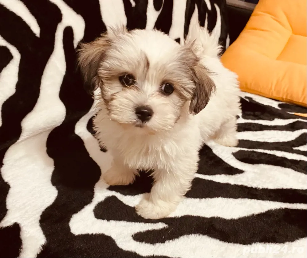 Vand bishonica Shih Tzu fetita miny toy 7 saptamani rasa pura deosebita ...
