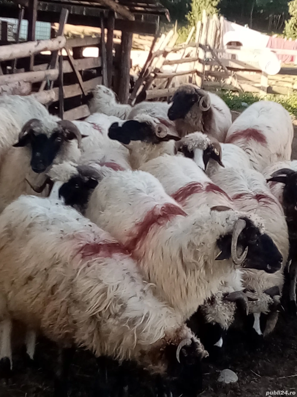 Oi de vânzare Federi - Animale