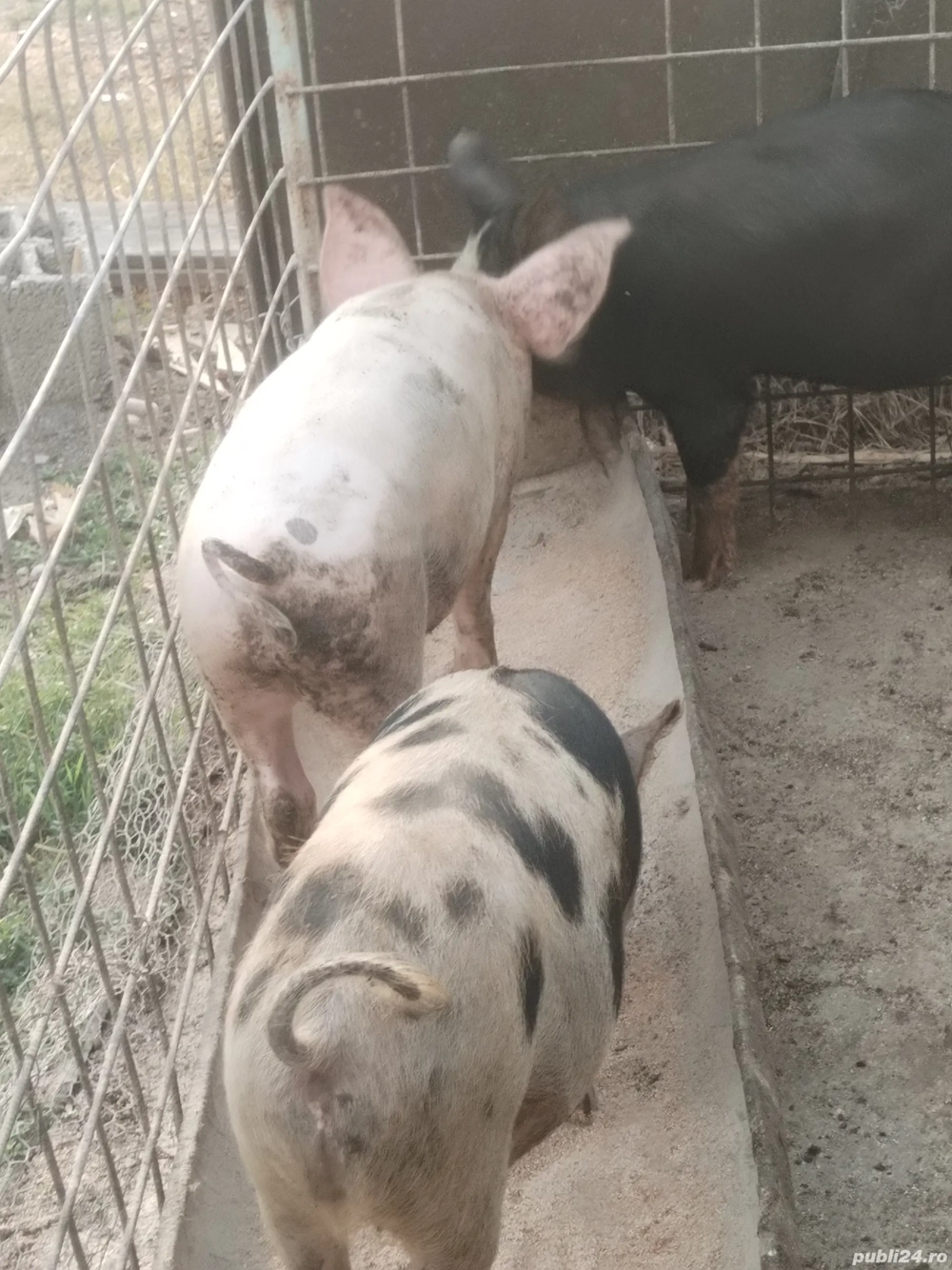 Vind purceii Capat - Animale