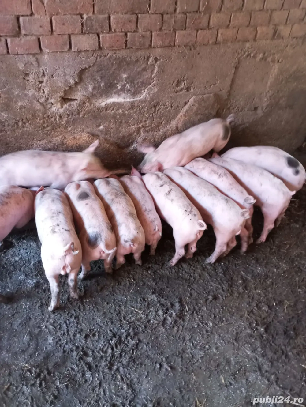 Purcei de vânzare Port - Animale