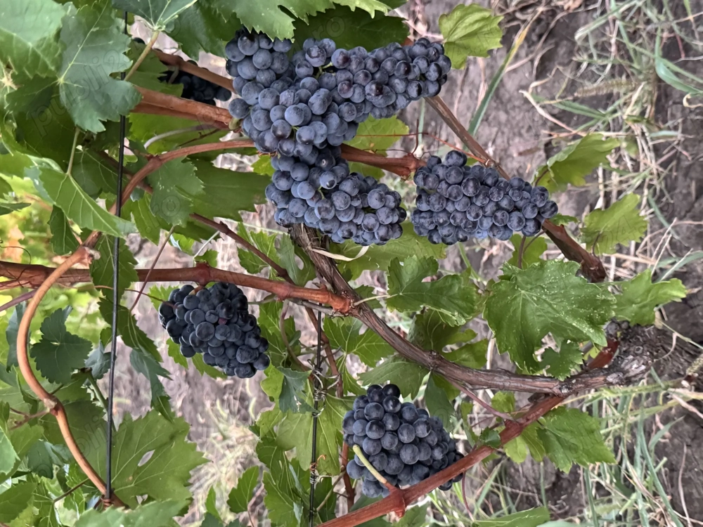 Vând struguri de vin Buzau - Casa si gradina