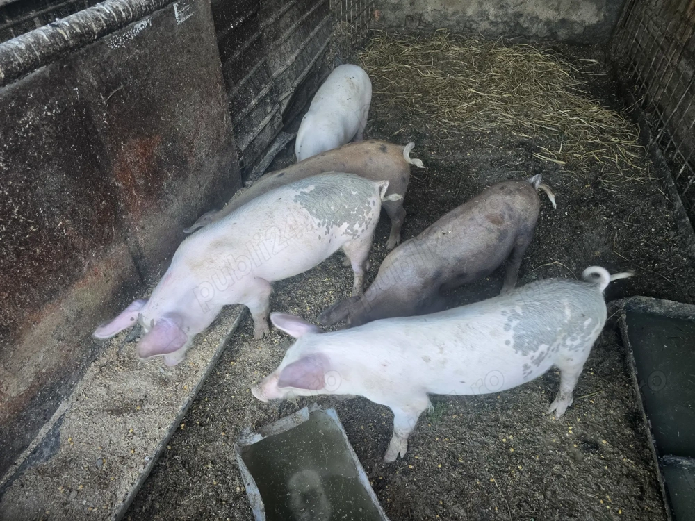 Vand Purcei 30- 35 kg Fetesti - Animale