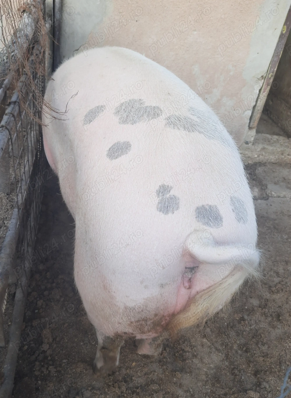 Porc de vanzare în Valea Vinului Satu Mare - Animale