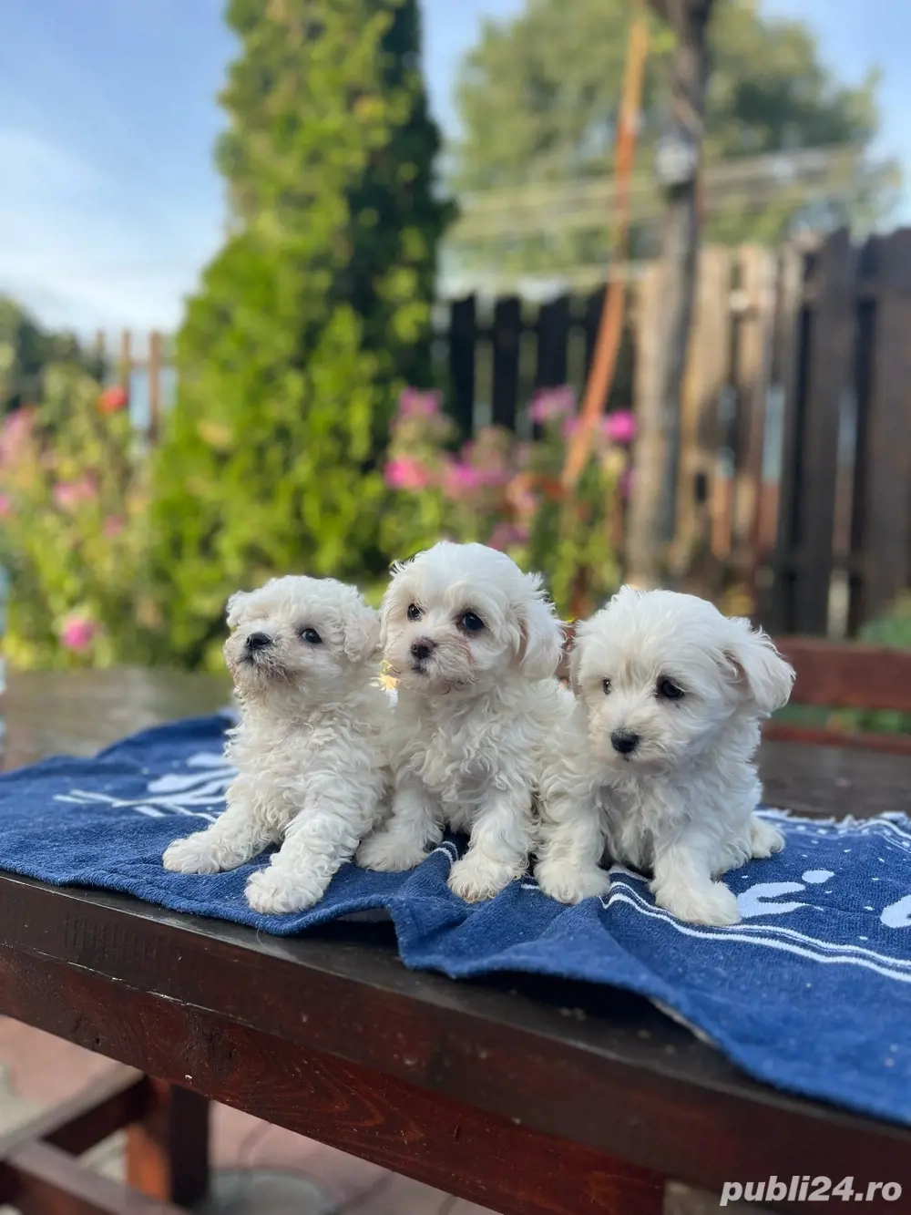 Vand pui bichon maltese mini toy, mici dimensiuni Bacau - Animale
