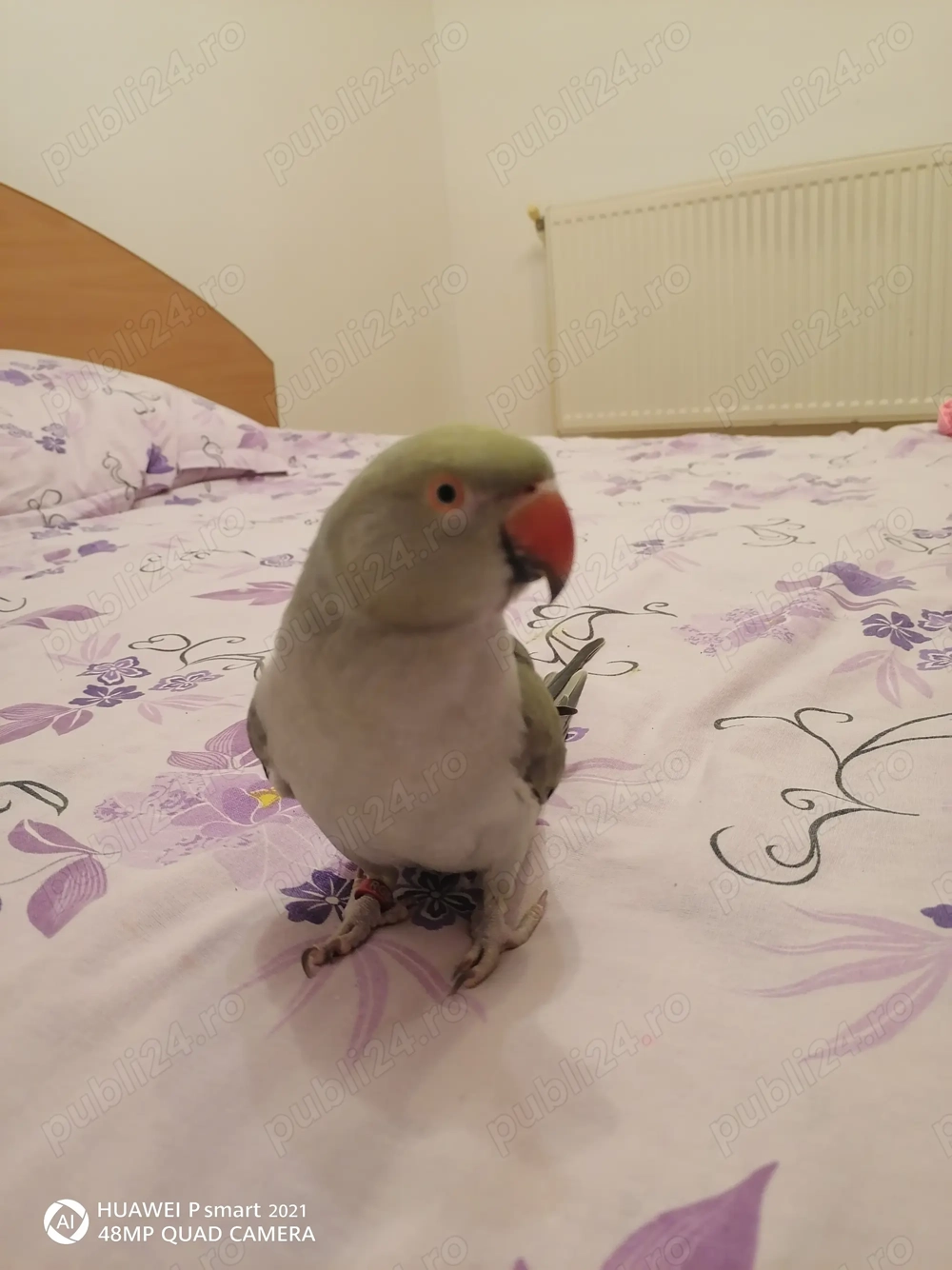 Papagal micu alexander Medgidia - Animale