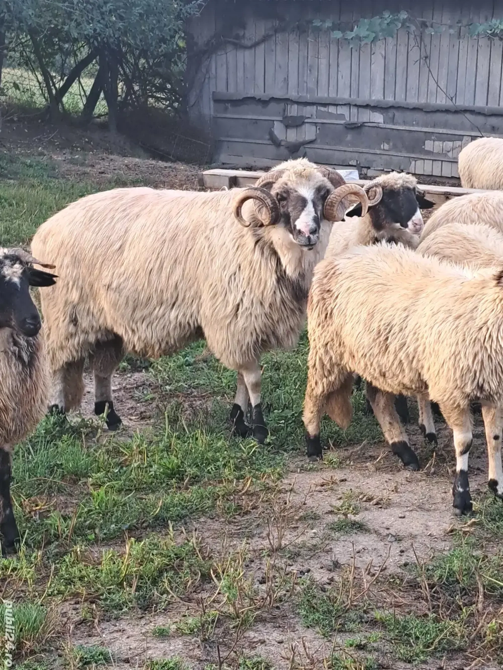 Berbec de vanzare si noatin si 9 oi Soceni - Animale