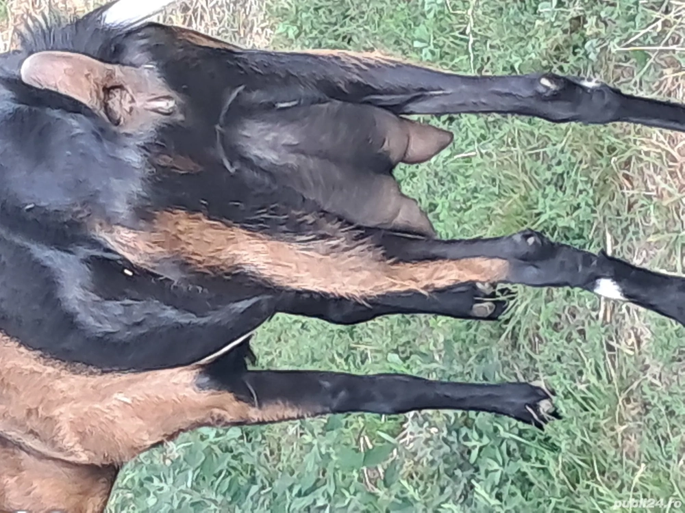 Vand 2 capre si o iada sau schimb cu purcei Iernut - Animale