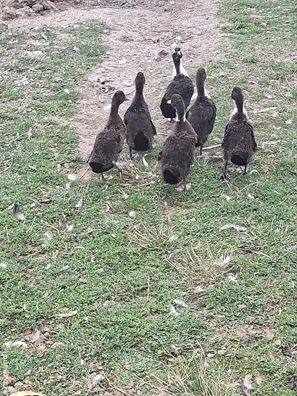Boboci de rata romaneasca Mihaesti - Animale