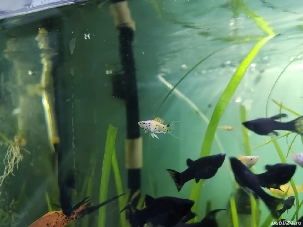 pesti acvariu molly negru galben platy xifo lira Sector 2 - Animale