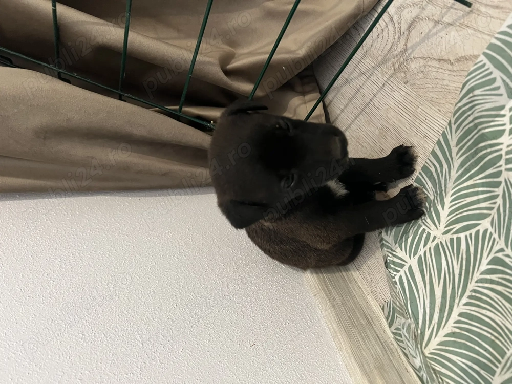 Donez pui caine Timisoara - Animale