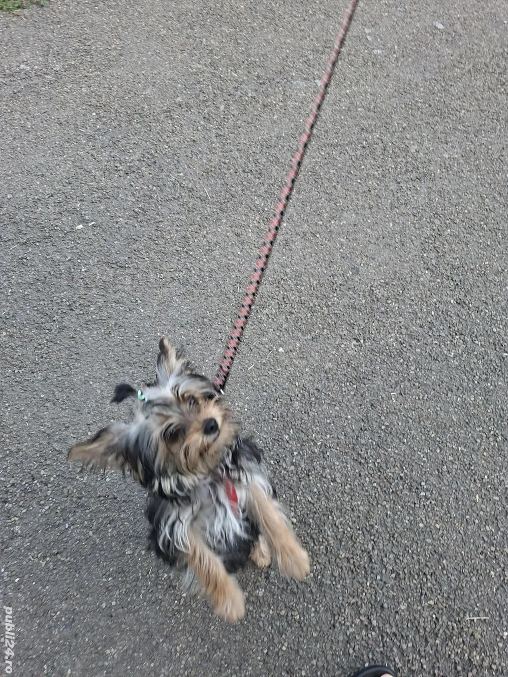 Catel yorkshine terrier Botosani - Animale