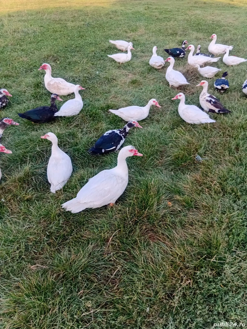 Rate de vinzare Burla - Animale