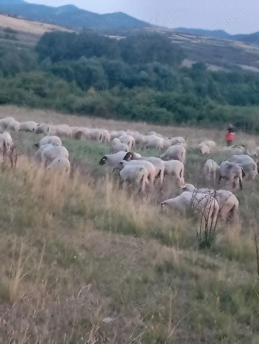 Vine 60 oi turcane Liubcova - Animale