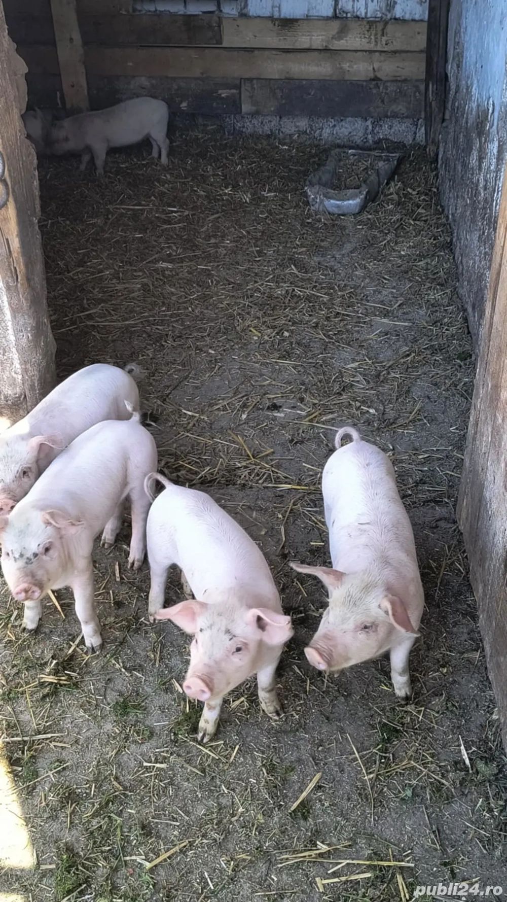 Vând ce se vede în poza Reghin - Animale