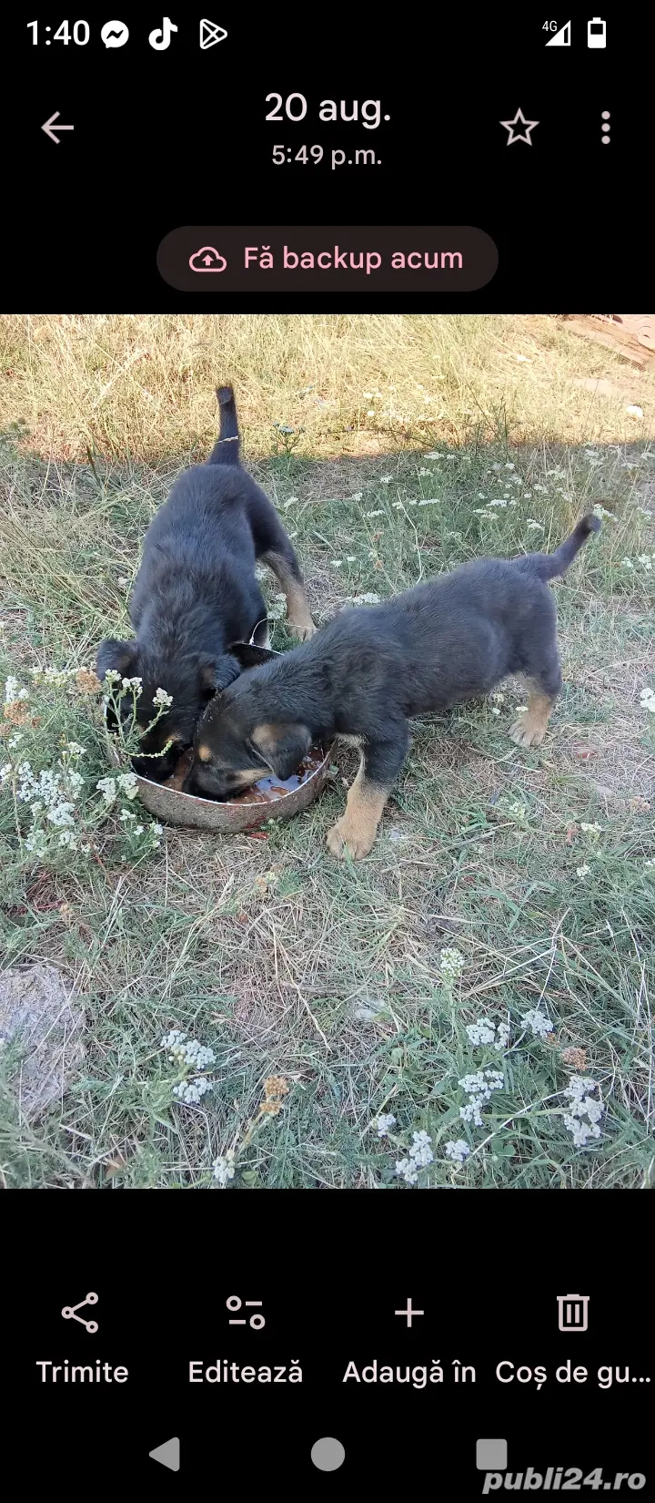 O femela de lup si pui de cane corso Sag - Animale