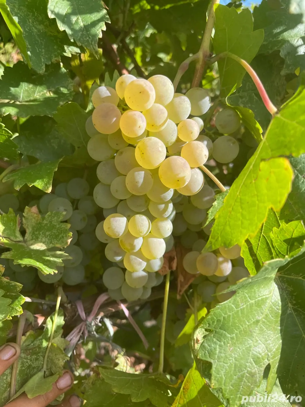 Vand struguri de vin Sector 1 - Casa si gradina