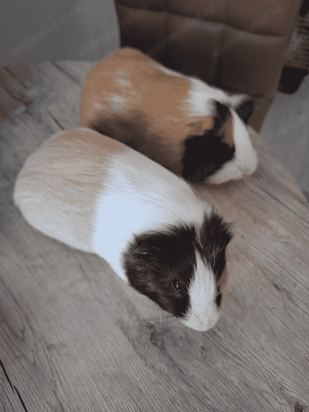 Porcusori de guineea Cluj-Napoca - Animale