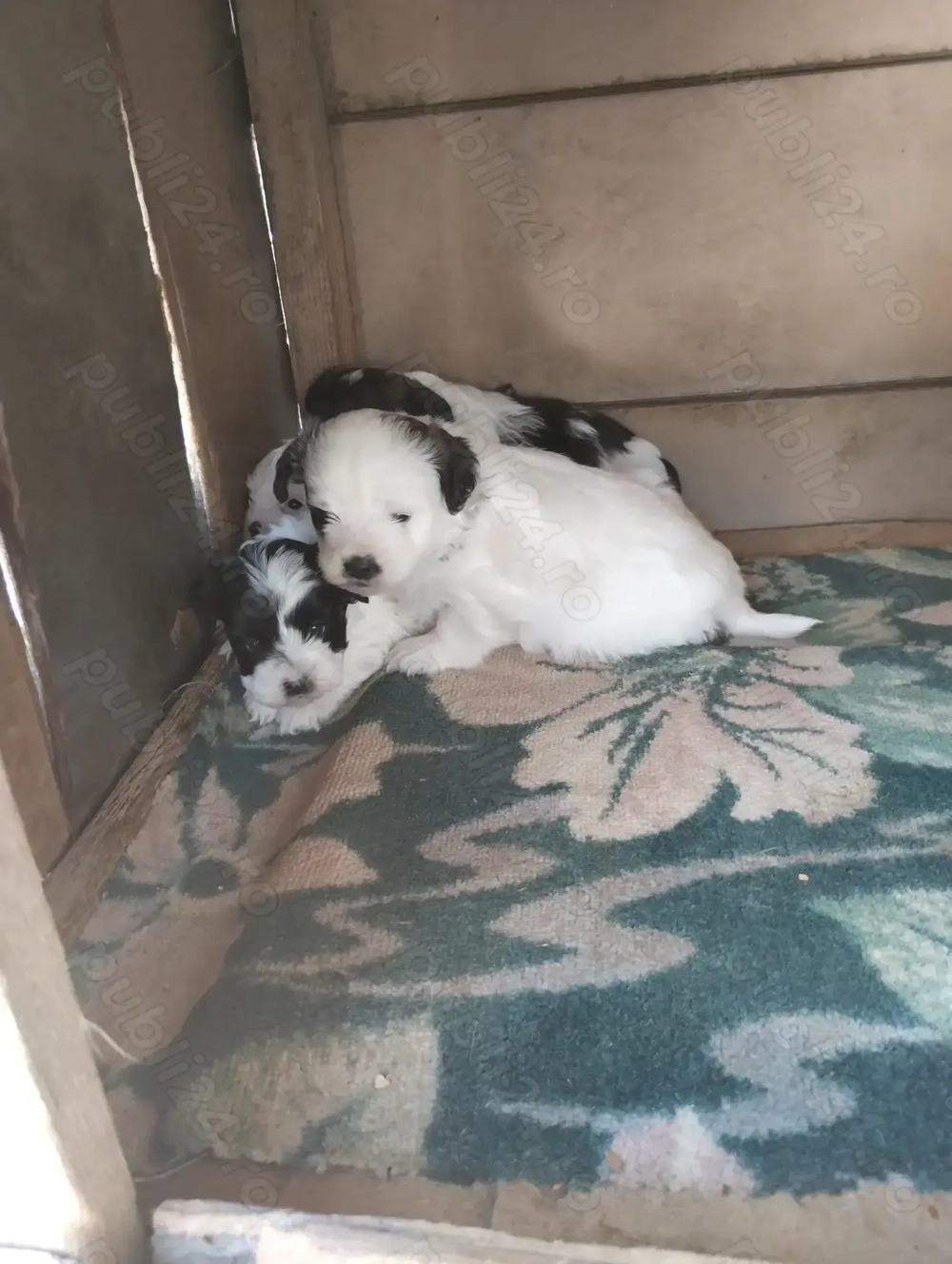 Van catei bichon maltez Pitesti - Animale