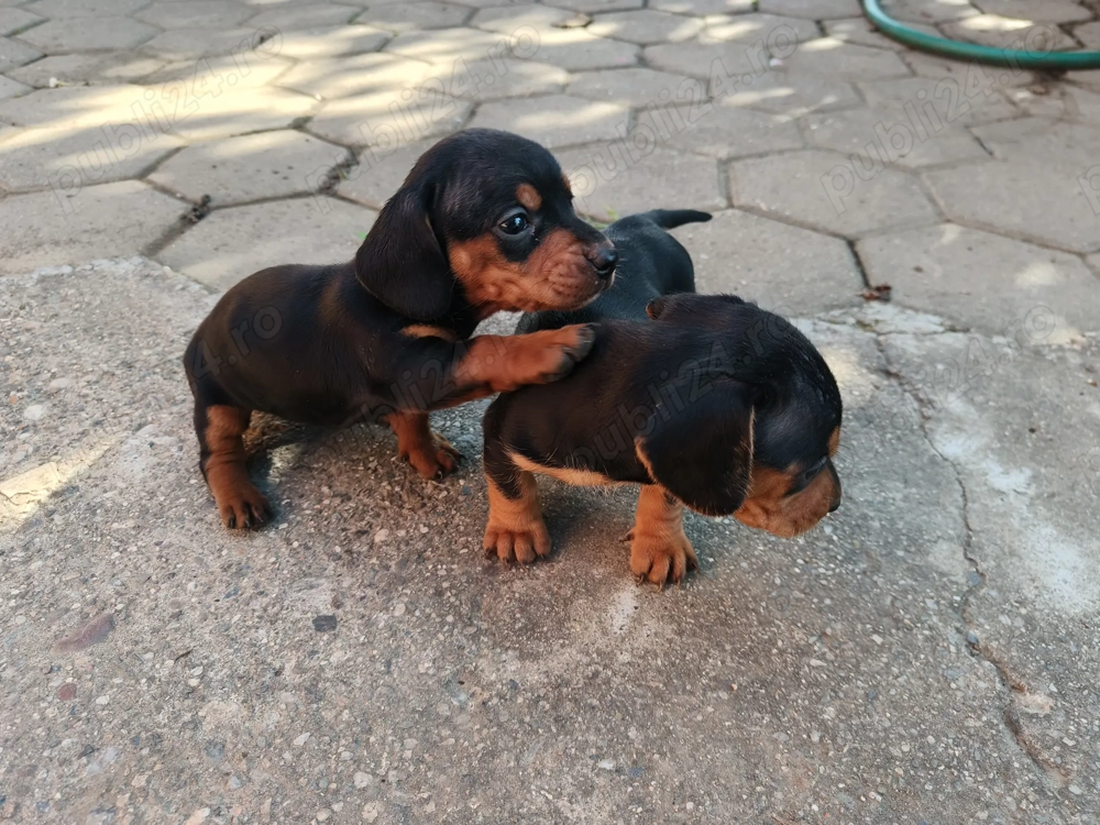 Pui de teckel femele negru cu pete de foc Turda - Animale