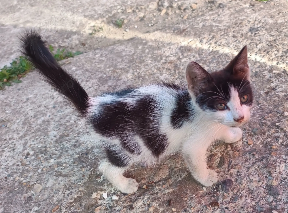 Pisic vesel si voinic - rasa Curajos romanesc Constanta - Animale