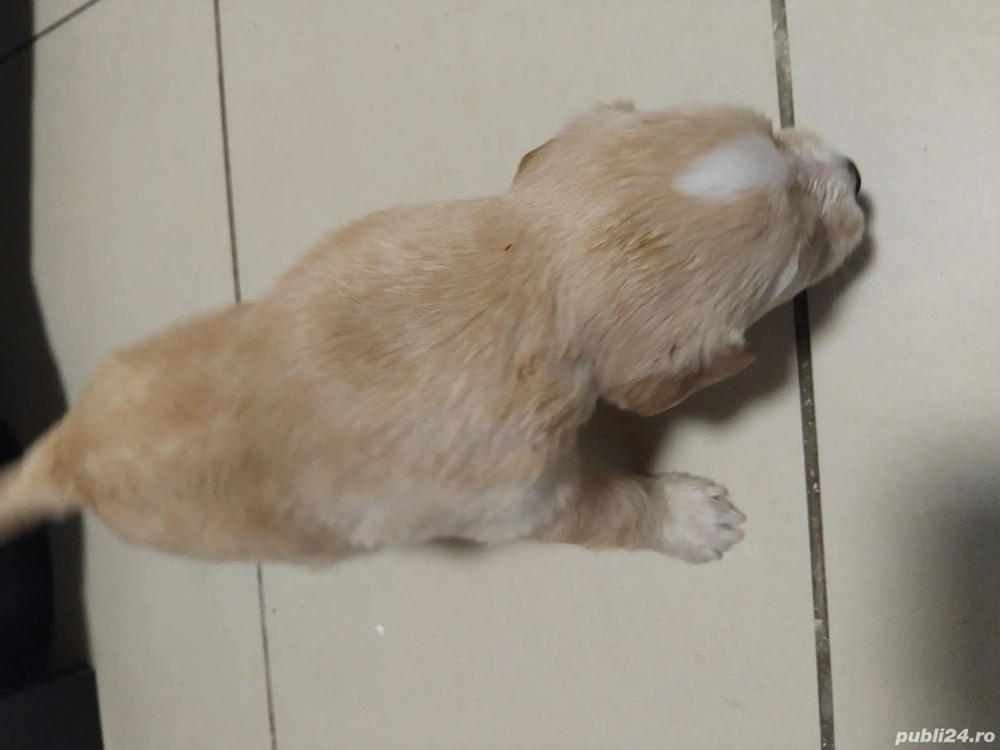 Donez pui de bichon Sector 5 - Animale