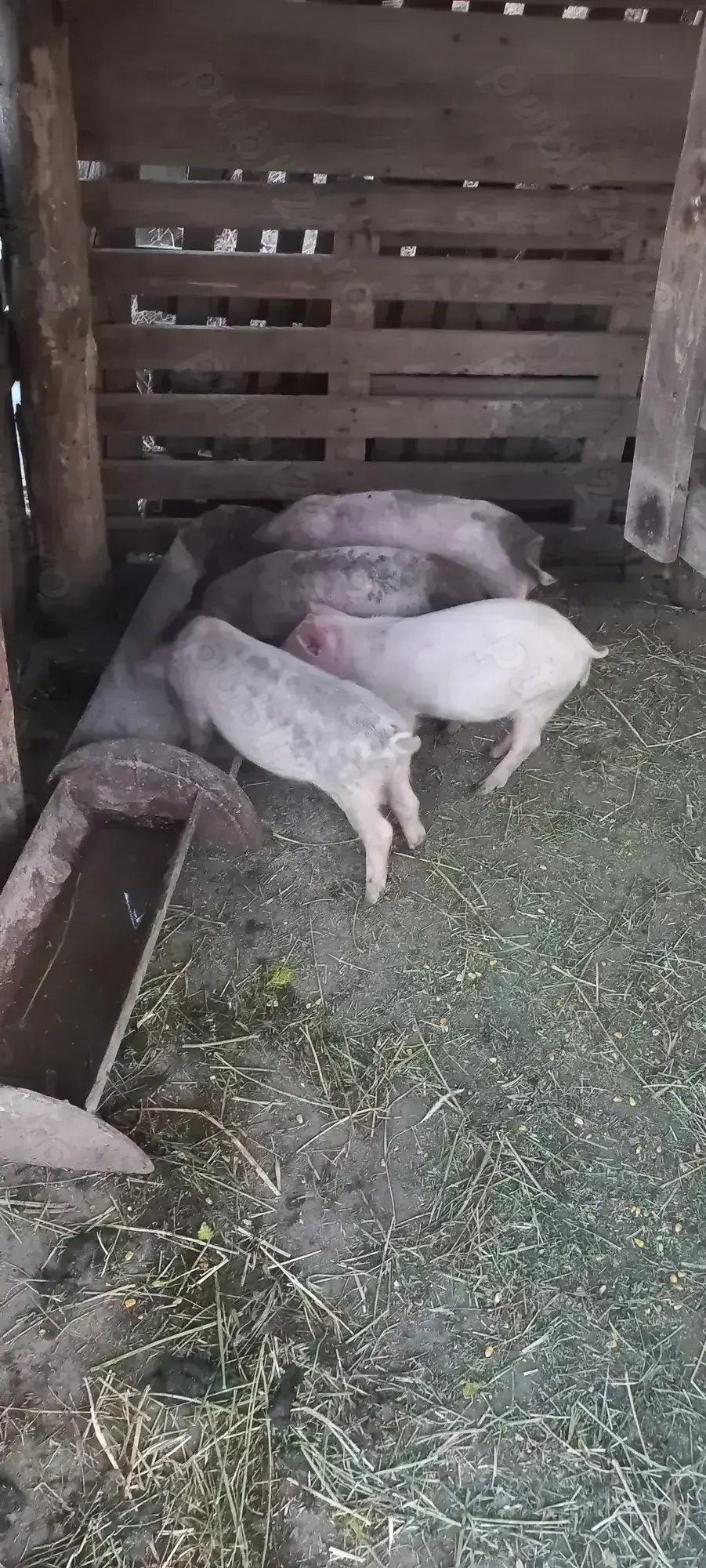 Purcei de vânzare Turnu Magurele Turnu Magurele - Animale