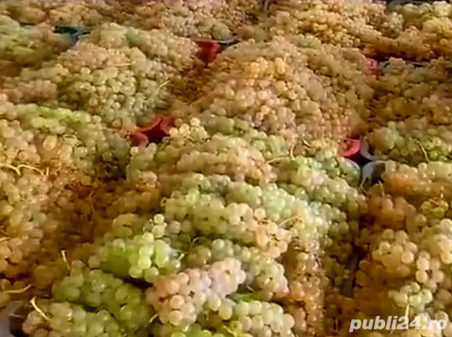 Struguri nohan alb De Vânzare Rotaria - Casa si gradina