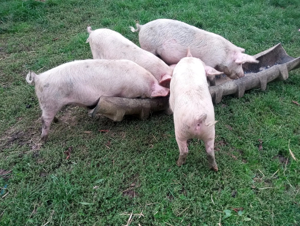 Purcei de vanzare Sinteu - Animale