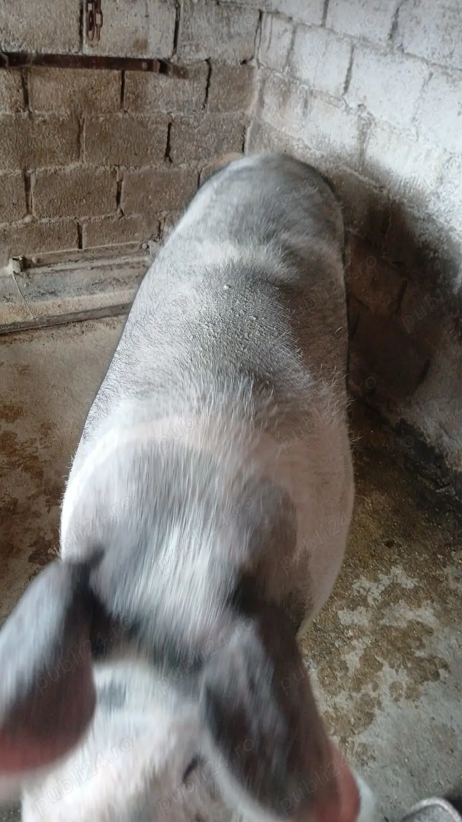 Purcea de vanzare Aninoasa - Animale