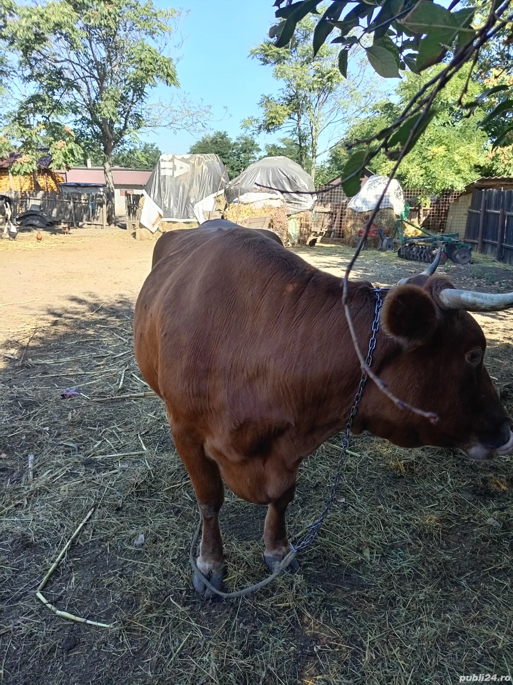 Vaca de vînzare pentru abator Constantin Gabrielescu - Animale