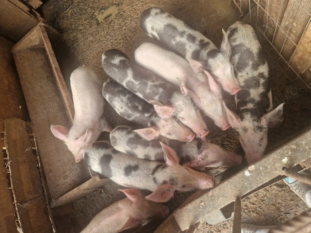 Purcei 10 săptămâni Conop - Animale