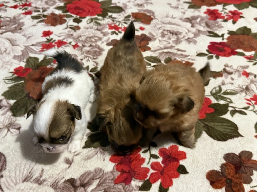 Căței pechinez imperial Drobeta-Turnu Severin - Animale