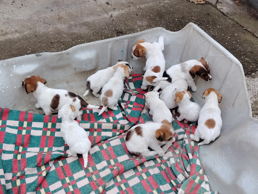 De vanzare căței rasa Jack Russel terrier Sebis - Animale