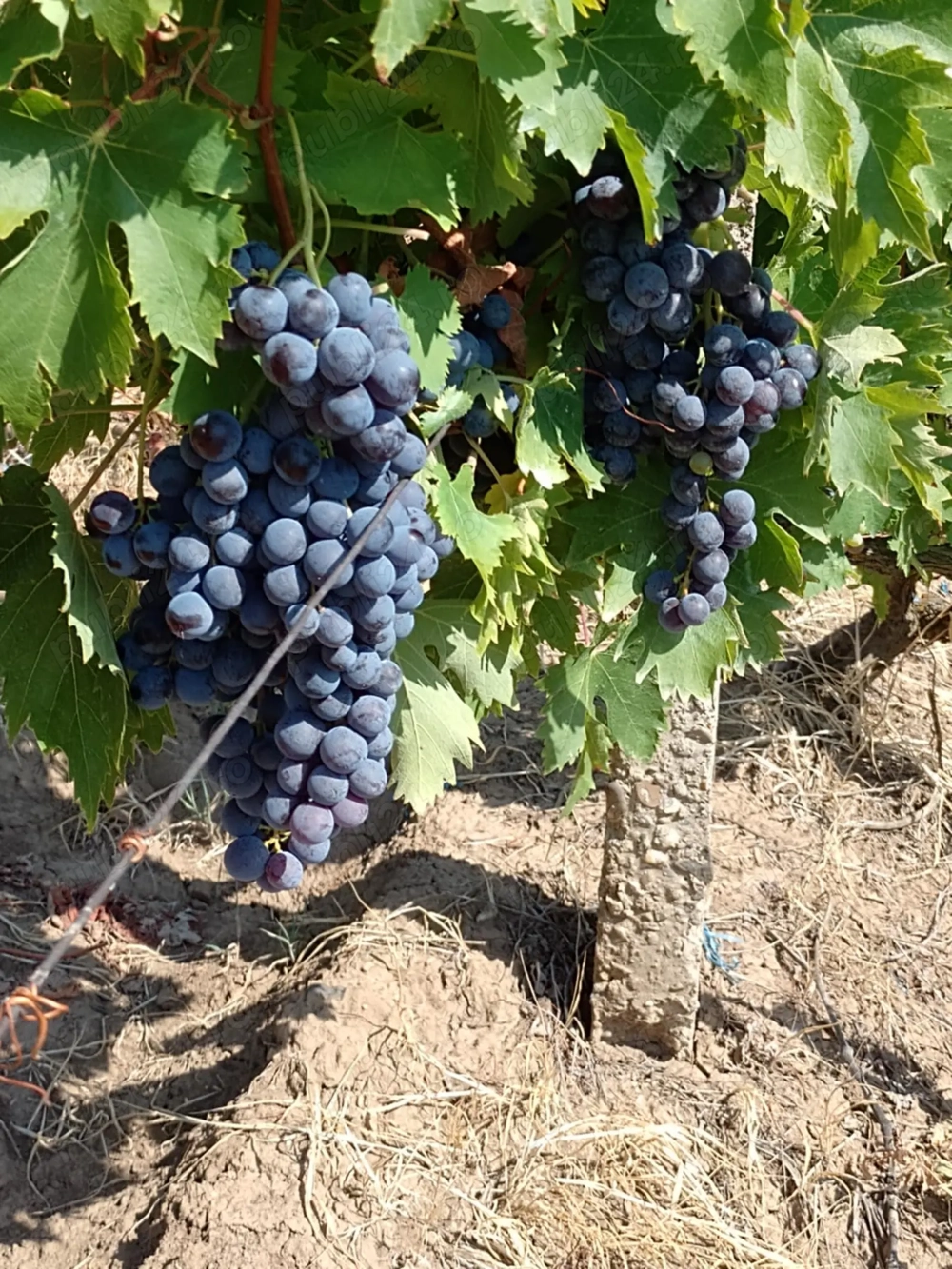 Vand struguri de masa și de asortați pt vin Zaplazi - Casa si gradina