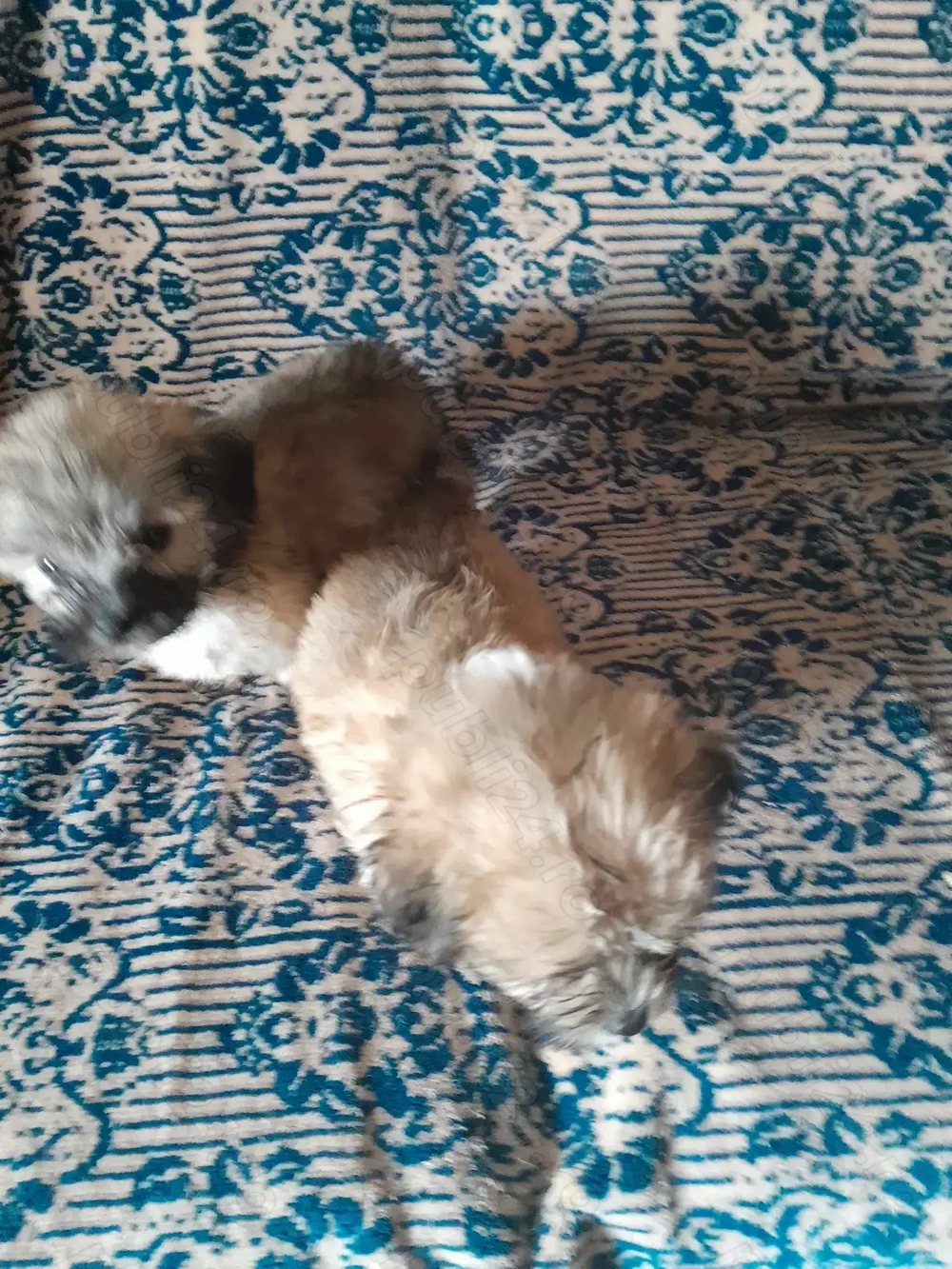 Catelusi dragalasi și iubitori! Scornicesti - Animale